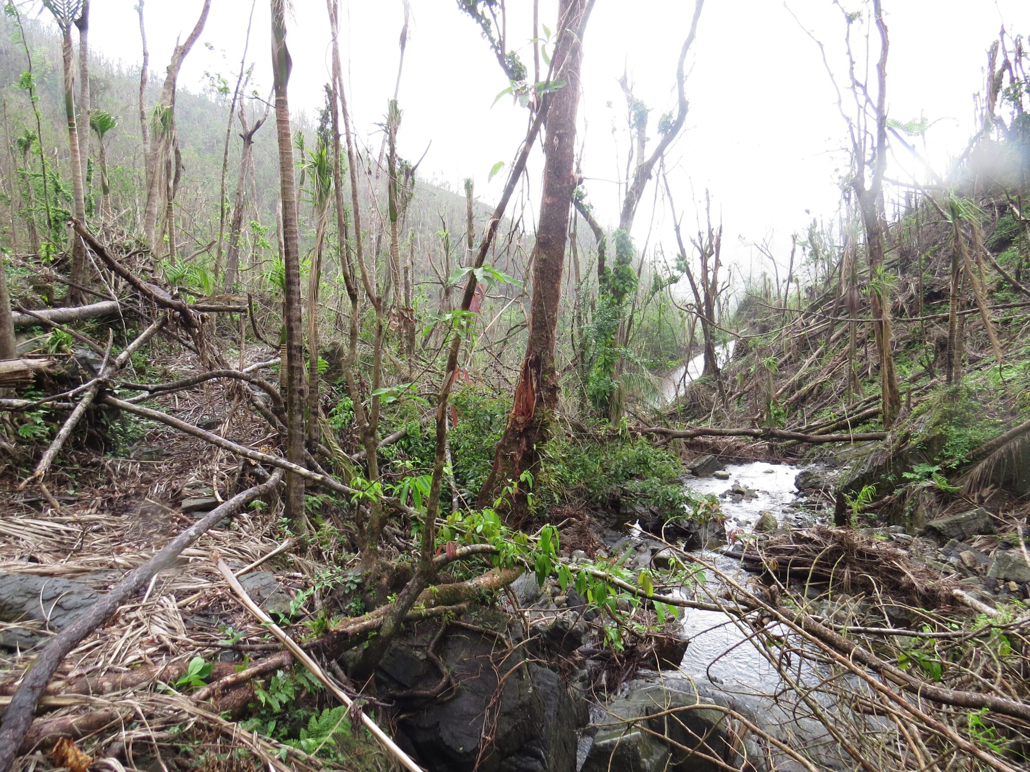 Regimen de disturbios – Luquillo LTER